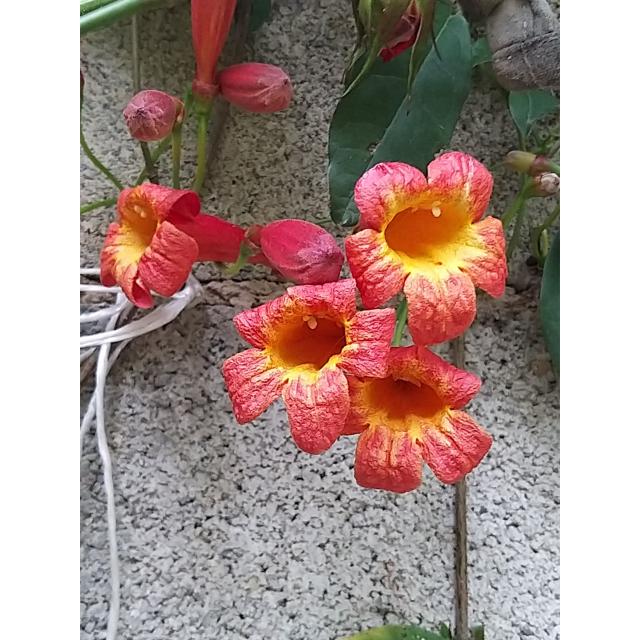 Bignonia capreolata Tangerine Beauty - Bignone à vrilles, parfumée
