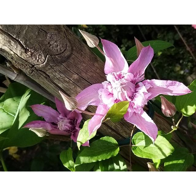 Clematis Multi Pink - Clématite à grandes fleurs roses et ébouriffées