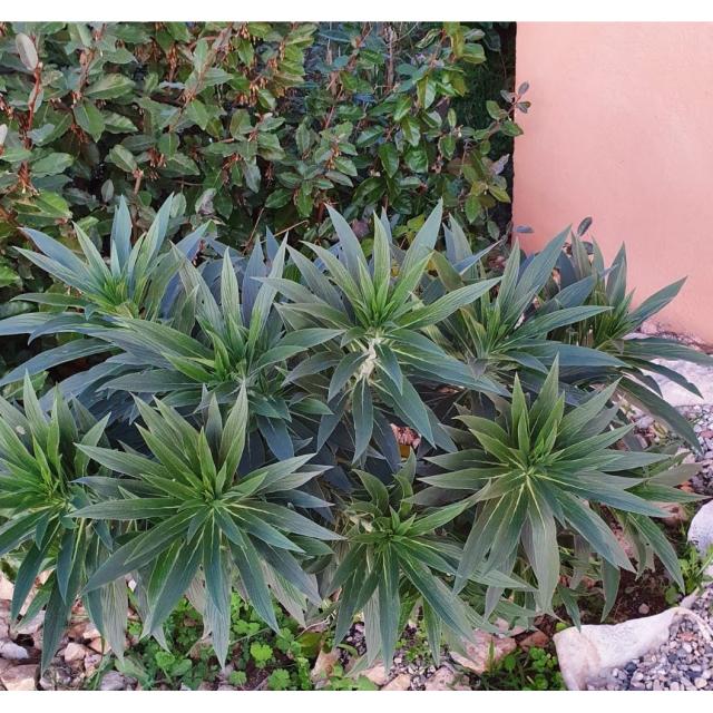 Echium candicans (fastuosum) - Vipérine de Madère, vivace arbustive ...