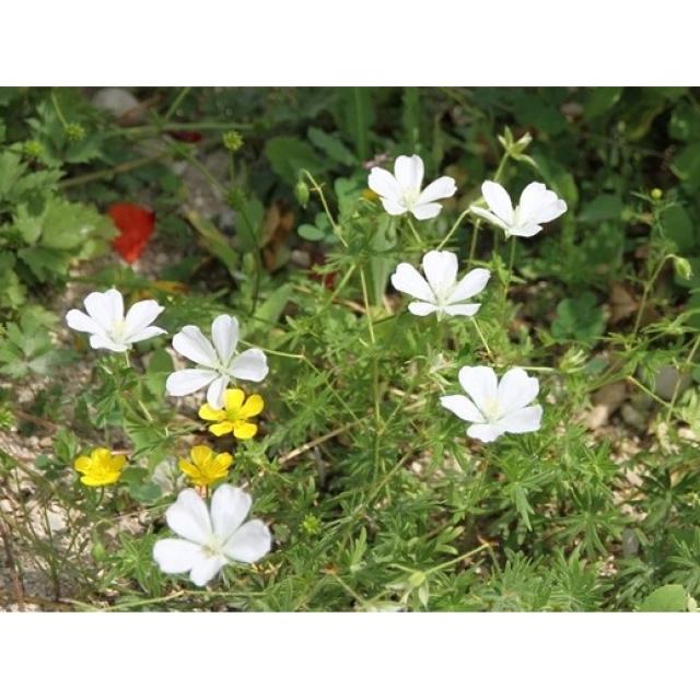 Geranium vivace sanguineum Album - Port compact et fleurs blanc pur