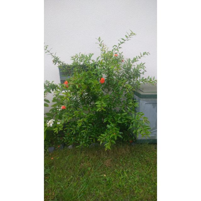 Punica granatum Maxima Rubra - Grenadier à fleurs doubles rouge-orangé