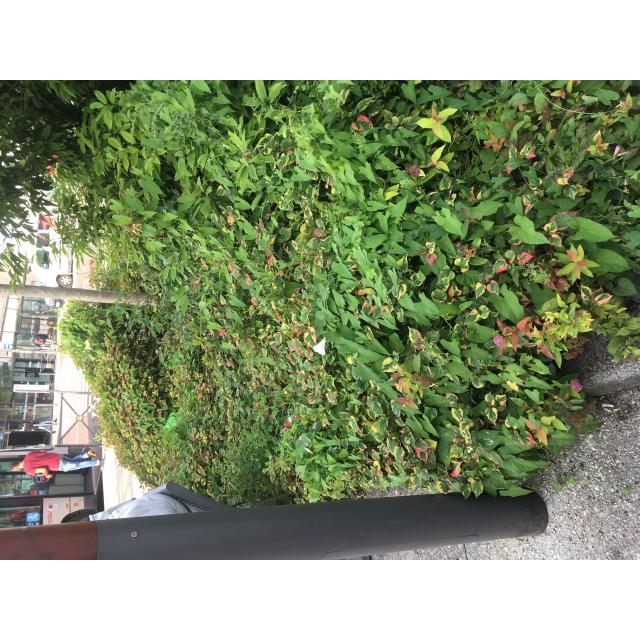 Houttunya cordata Chameleon - Poivre de Chine - Beau couvre-sol de lieu ...