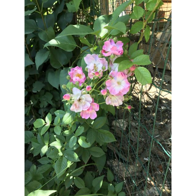 Rosa Blush Rambler - Rosier liane, ancien - Vigoureux, très florifère ...