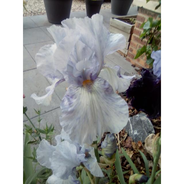 Iris germanica Gnu Blues - Iris des Jardins bleu pâle marbré de bleu violet