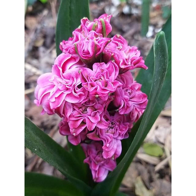 Jacinthe double Hollyhock - Hyacinthus (x) orientalis