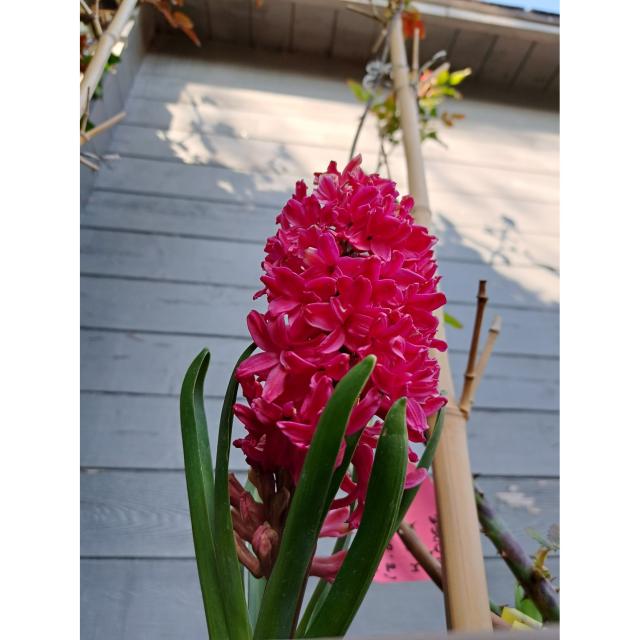 Jacinthe Jan Bos - Hyacinthus (x) orientalis - Variété précoce, très parfumées.