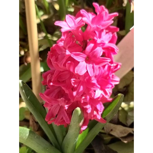 Jacinthe Jan Bos - Hyacinthus (x) orientalis - Variété précoce, très parfumées.