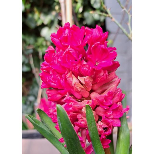 Jacinthe Jan Bos - Hyacinthus (x) orientalis - Variété précoce, très parfumées.