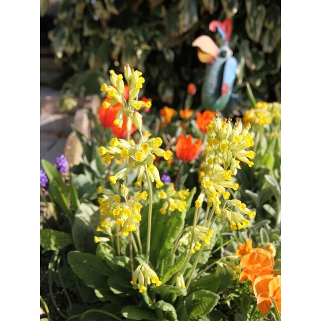 Primula veris - Primevère officinale ou Coucou - Vivace à fleurs jaunes
