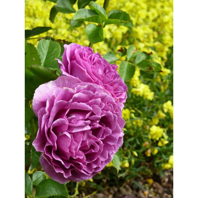 Rosier Minerva - Rosa (x) floribunda - Des bouquets de roses très ...