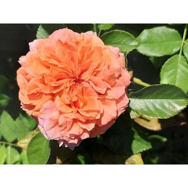 Rosier à fleurs groupées Orangerie - Roses doubles, orange intense ...