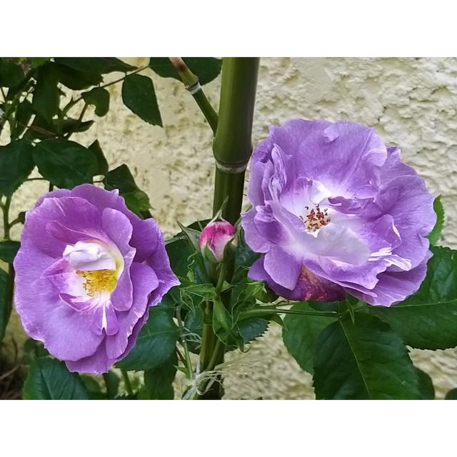 Rosa Pacific Dream Pejamblu - Rosier buisson à fleurs groupées semi ...