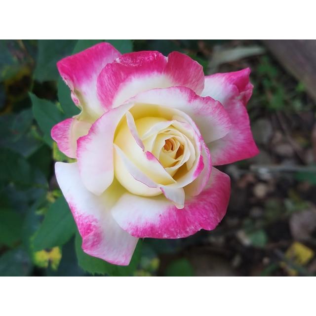 Rosa Double Delight - Rosier buisson puissant, très parfumé, aux larges ...