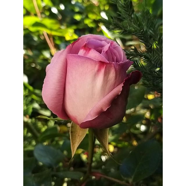 Rosier Rose Synactif by Shiseido - Grandes fleurs mauve lilas, doubles ...