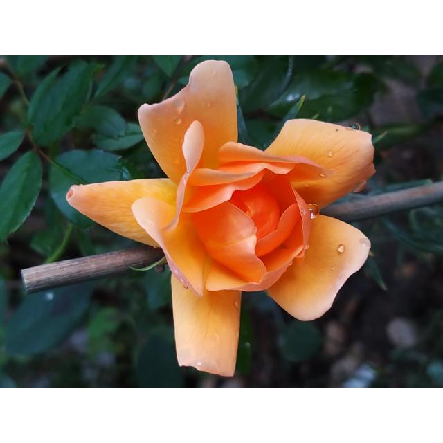 Rosa Amber Sun, obtention Kordes, rosiers couvre sol, floribunda.