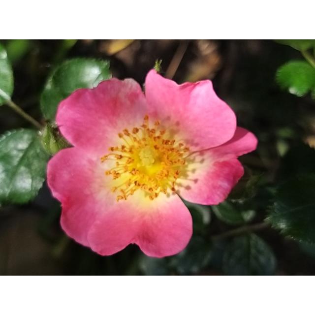 Rosier Topolina - Rosa (x) couvre-sol, tapissant, florifère, à fleurs ...