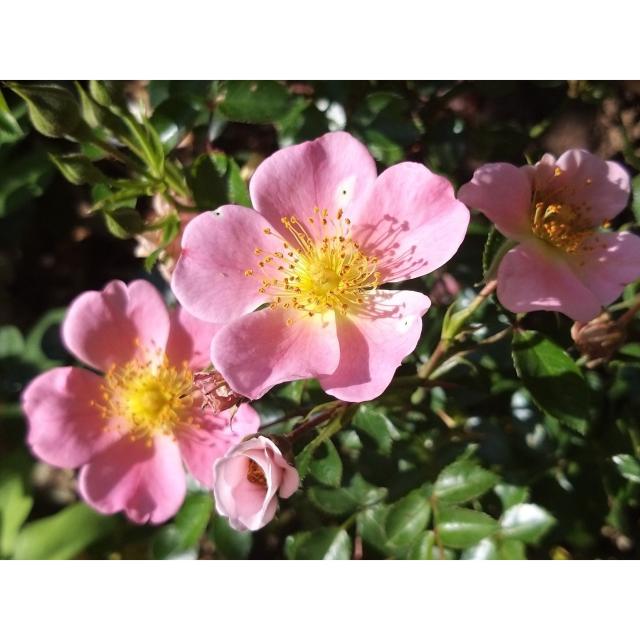 Rosier Topolina - Rosa (x) couvre-sol, tapissant, florifère, à fleurs ...
