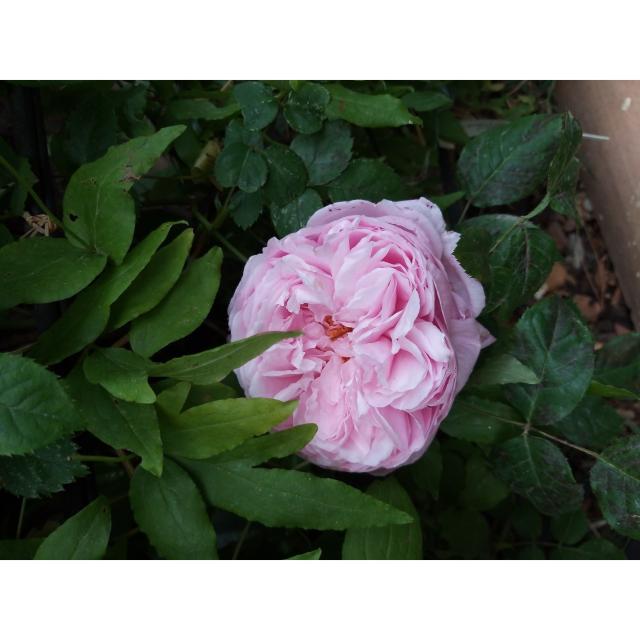 Rosa Spirit of Freedom® - Ausbite - Rose anglaise David Austin