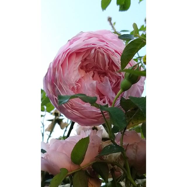 Rosa Spirit of Freedom® - Ausbite - Rose anglaise David Austin