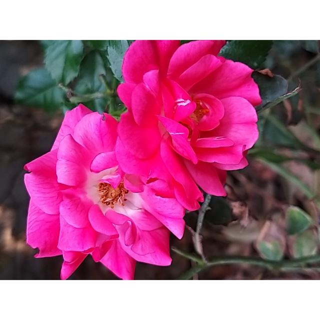 Rosier Decorosier EMERA