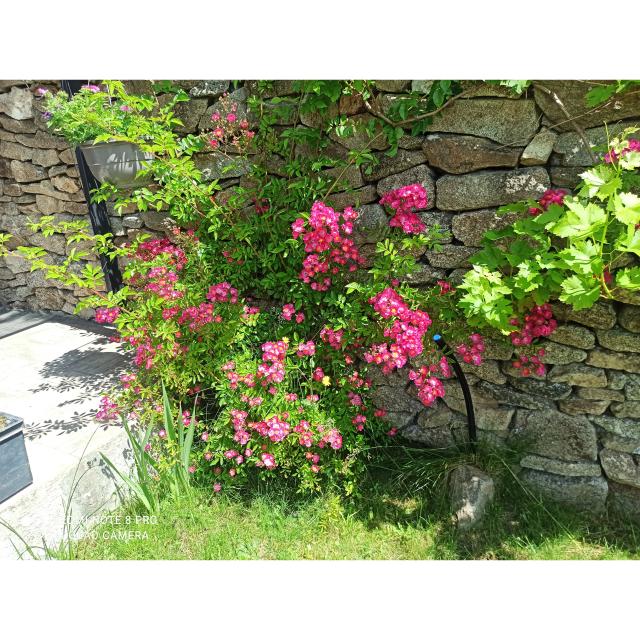 Rosier Maria Lisa - Rosier liane sans épines, aux bouquets de fleurs ...