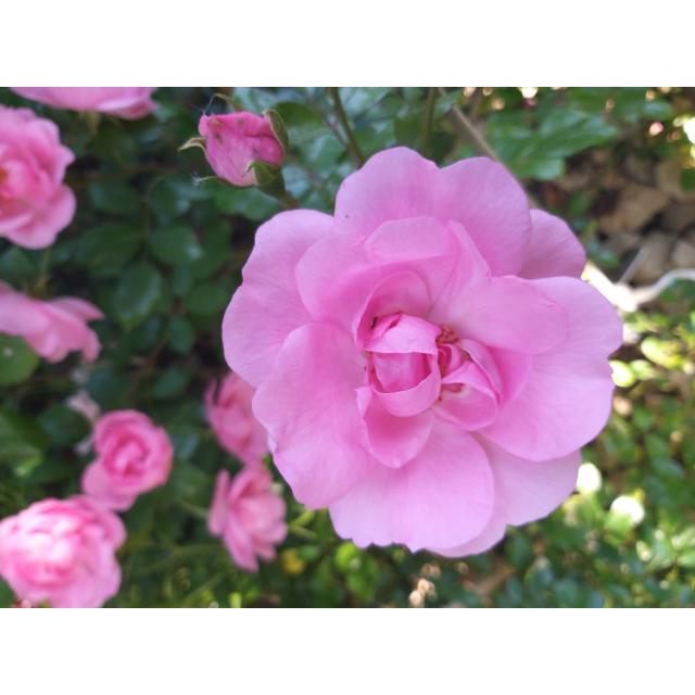 Rosier nain Bordure Rose - Fleurs roses semi-doubles.