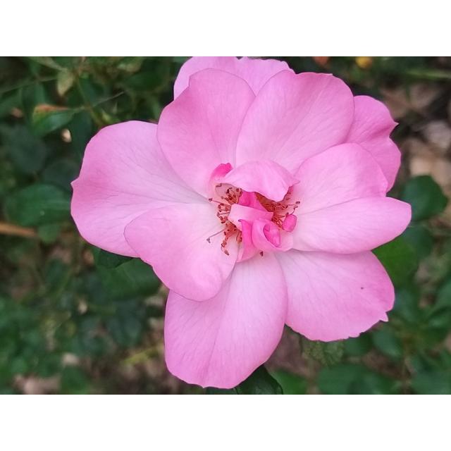 Rosier nain Bordure Rose - Fleurs roses semi-doubles.