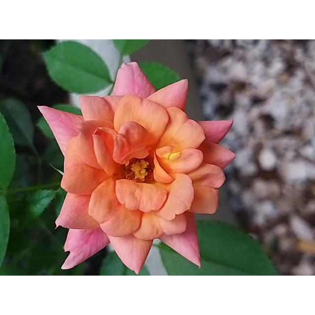 Rosier nain Lilliputs Mandarin - Miniature, à floraison continue double ...