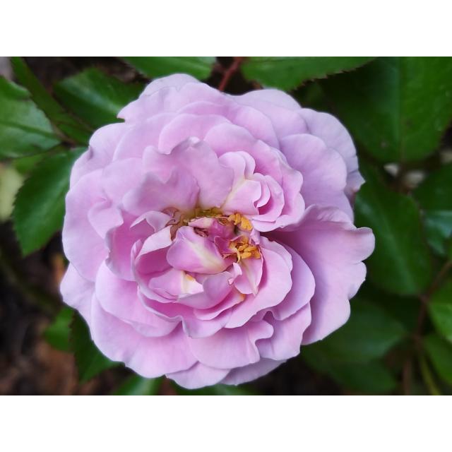 Rosa Patio Rose Nautica - Rosier à massif, fleurs doubles rose lavande ...