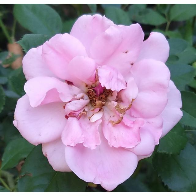 Rosier tige Côté jardin Orapent à fleurs groupées rose nacré, remontant