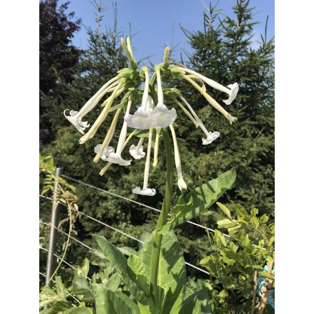 Tabac d'ornement - Nicotiana sylvestris.