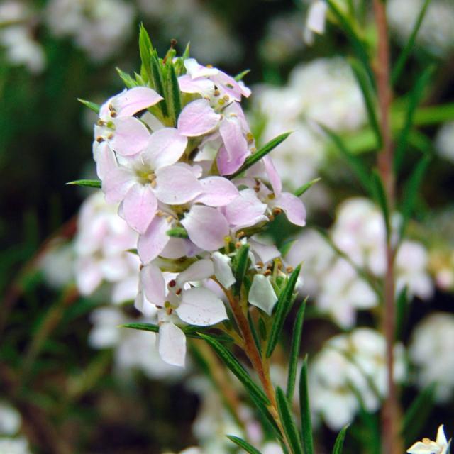 Diosma hirsuta Pink Fountain – Diosmée hirsute à feuillage de bruyère