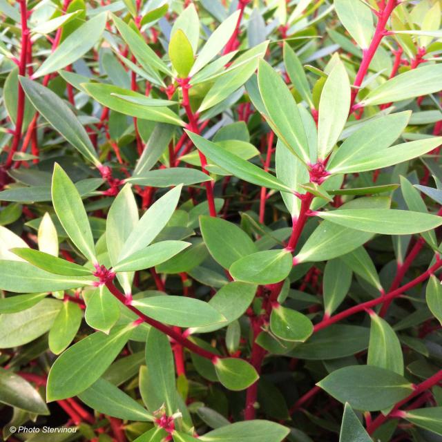 Poivre de Tasmanie - Drimys aromatica - Arbuste persistant aromatique