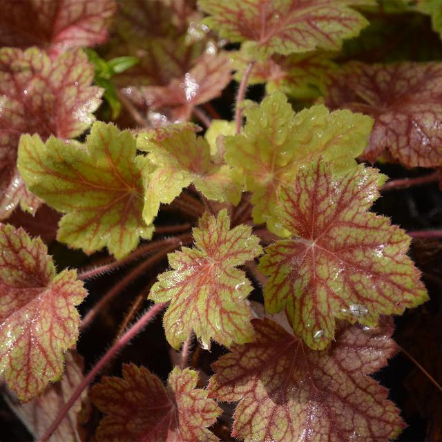 Heuchère Electric Lime - Heuchera - Feuillage vert chartreuse veiné de brun