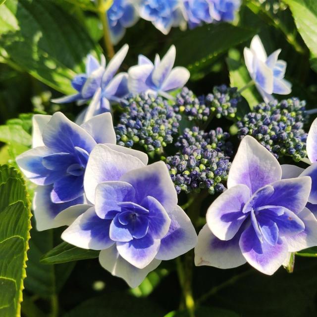Hydrangea macrophylla Star Gazer Bleu - Hortensia à bleues, triples