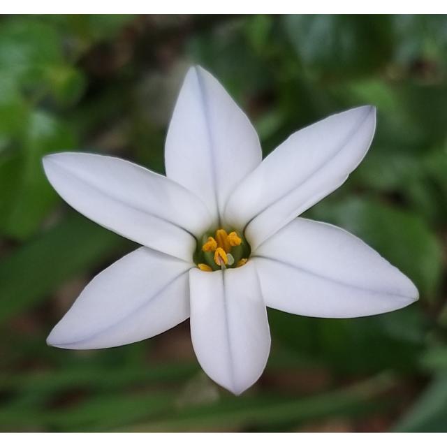 Ipheion uniflorum White Star - Etoile de printemps - un bulbe ...