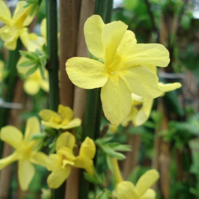 Jasmin d'hiver - Jasminum nudiflorum, grimpante à fleurs jaune beurre