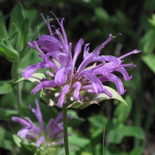 Monarde fistuleuse - Monarda fistulosa menthifolia - Bergamote sauvage