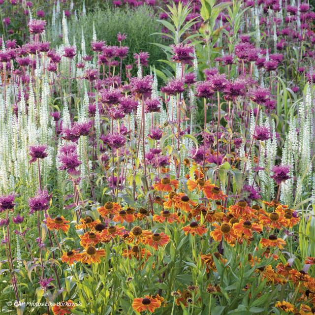 Monarde Scorpion - Monarda Bergamote - Vivace aromatique à fleurs lie ...
