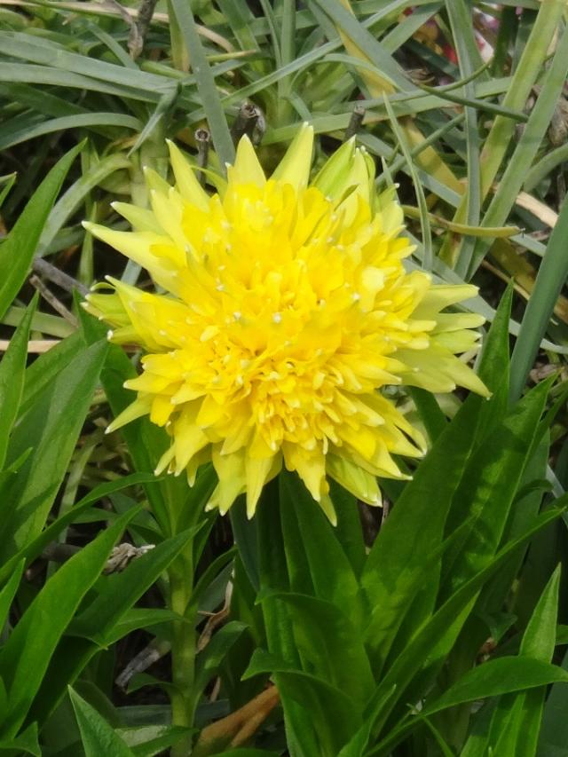 Narcissus pumilus Rip Van Winkle - Mini narcisse aux petites fleurs ...