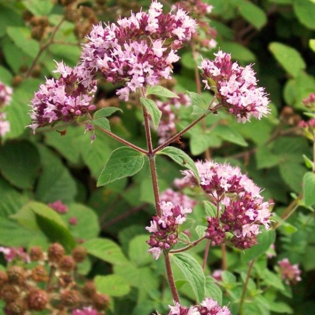 Origanum vulgare Compactum - Un origan compact à feuillage aromatique