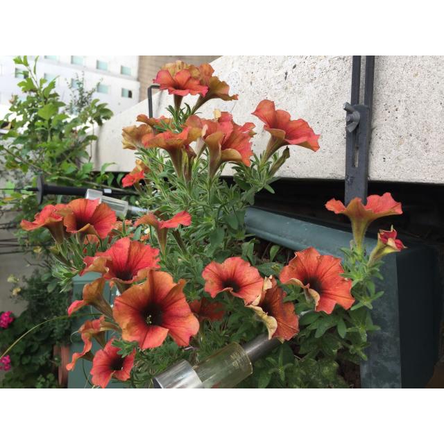 Petchoa hybrida BeautiCal Cinnamon - Pétunia compact à grandes fleurs ...