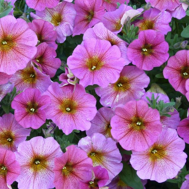 Petchoa hybrida BeautiCal Sunray Pink - Pétunia compact à grandes ...