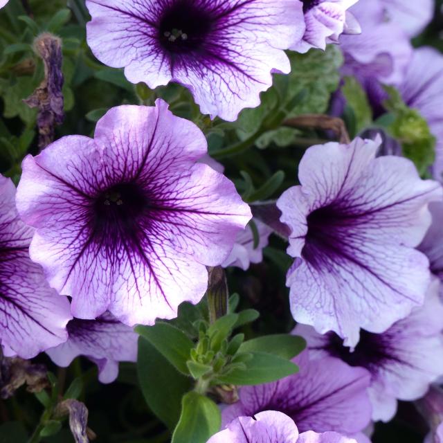 Le Pétunia Supertunia Bordeaux, une hybride aux fleurs simples violet ...