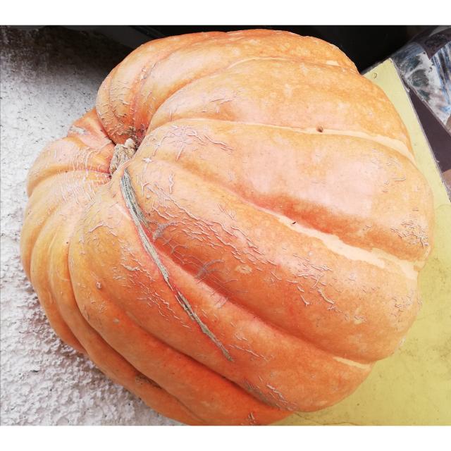 Potiron Atlantic Giant - Graines de courge (cucurbita maxima)