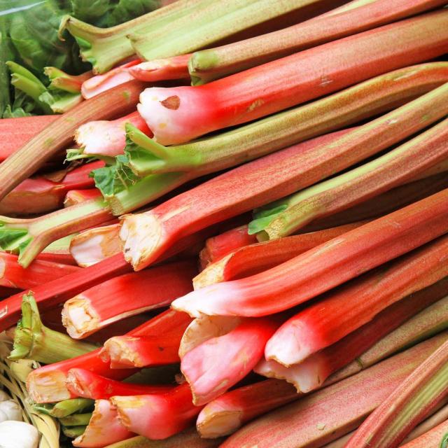 Rhubarbe à côte en plants BIO - Rheum raponticum