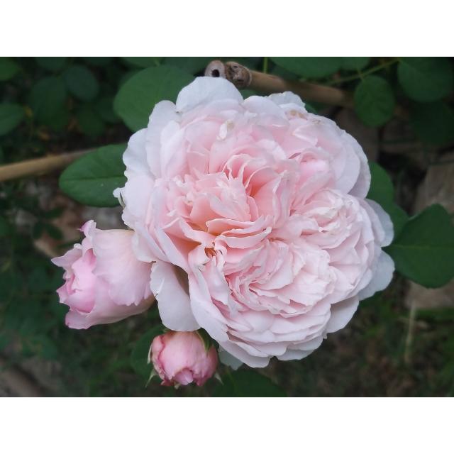 Rosa Eustacia Vye - Rose anglaise David Austin à fleurs doubles rose ...
