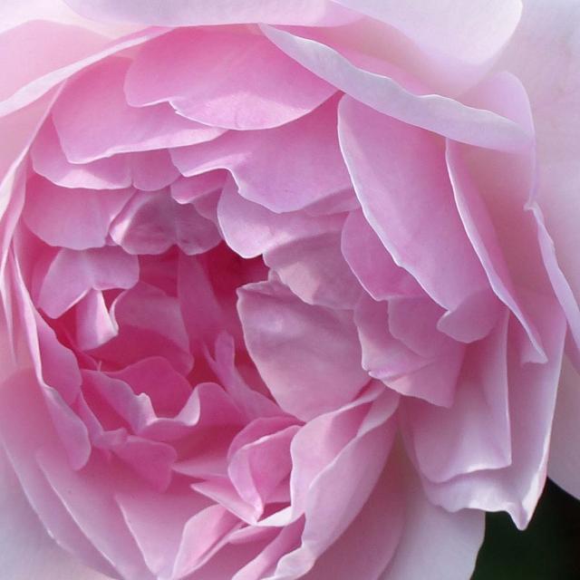 Rosa Lady Salisburry® - Auscezed - Rose anglaise David Austin - Des ...