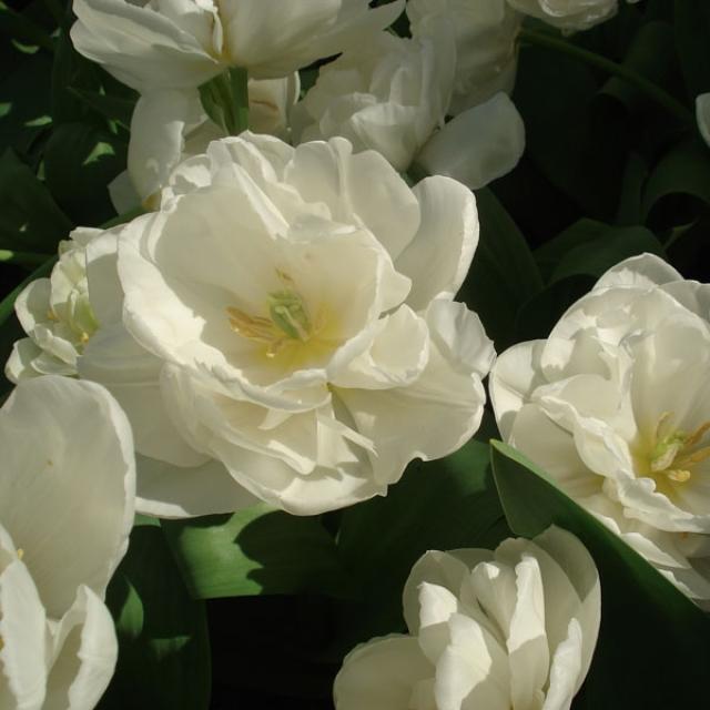 Tulipe double tardive White Heart - Bulbe - D'élégantes fleurs blanc pur
