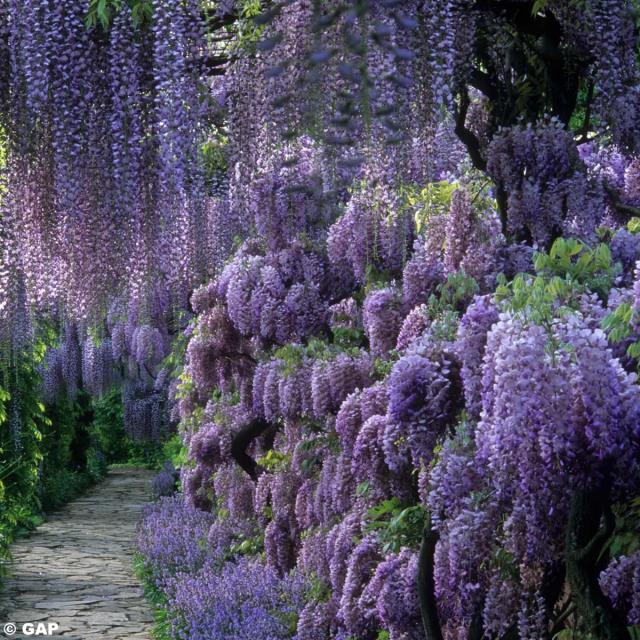 Wisteria sinensis - Glycine de Chine aux grappes de fleurs violettes